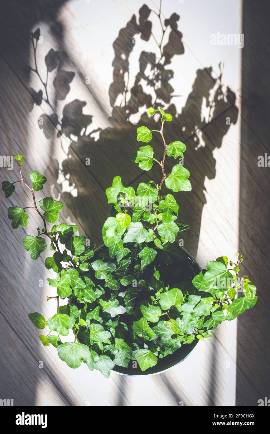 Ivy in plant pot hi-res stock photography and images - Alamy