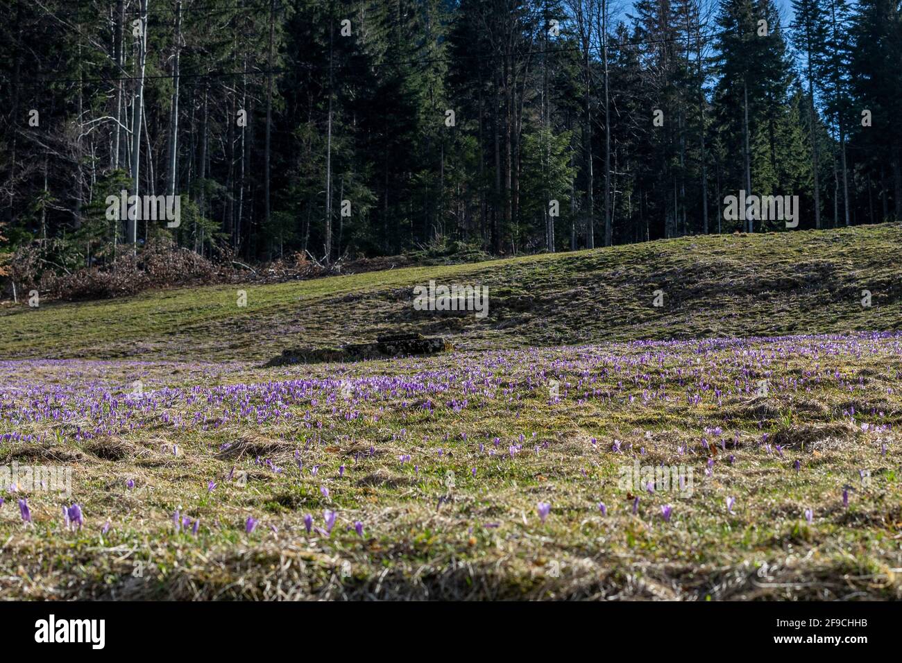 Giant crocus blooming in spring Stock Photo - Alamy