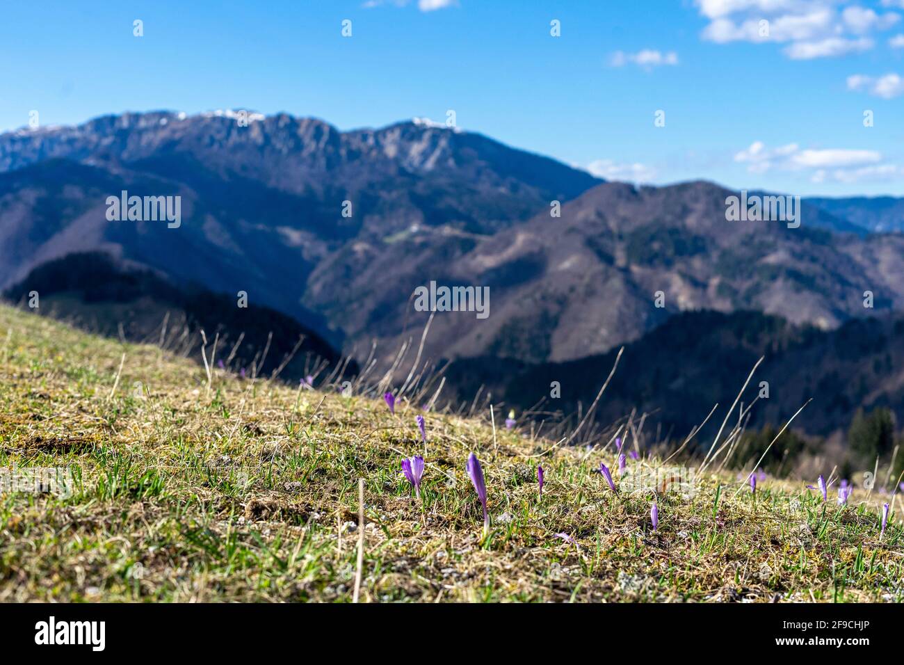 Giant crocus blooming in spring Stock Photo - Alamy