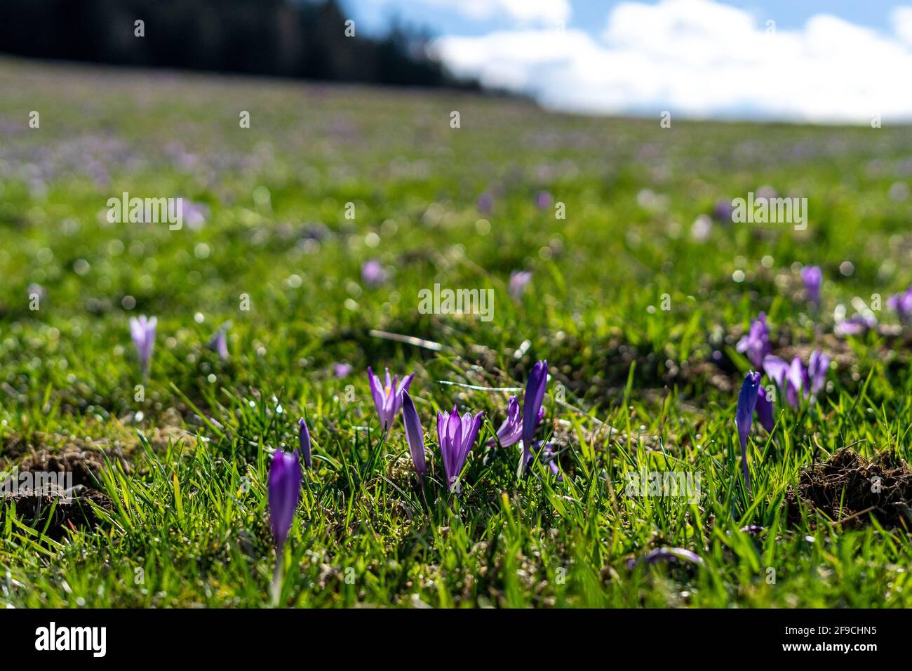 Giant crocus blooming in spring Stock Photo - Alamy