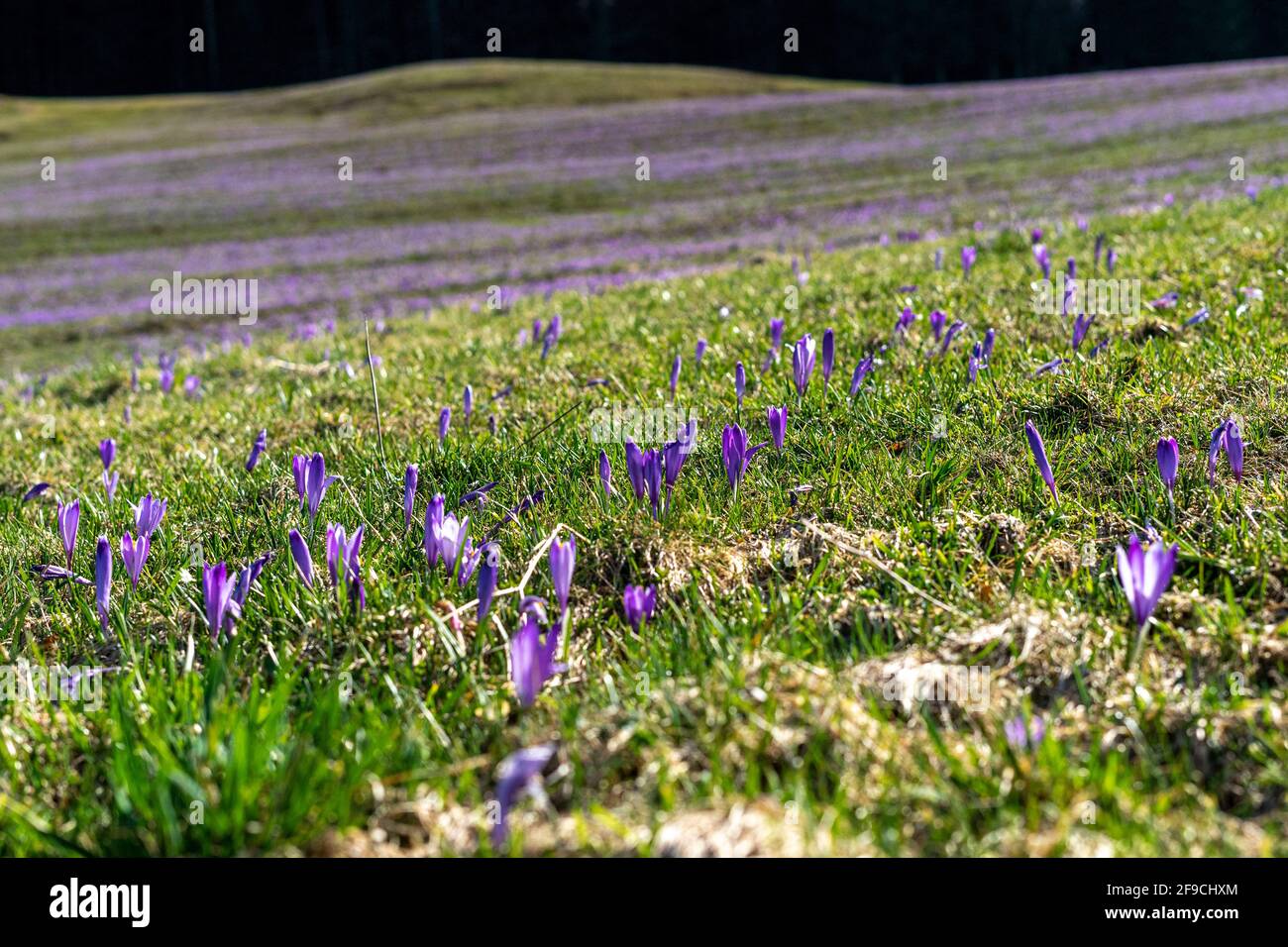 Giant crocus blooming in spring Stock Photo - Alamy