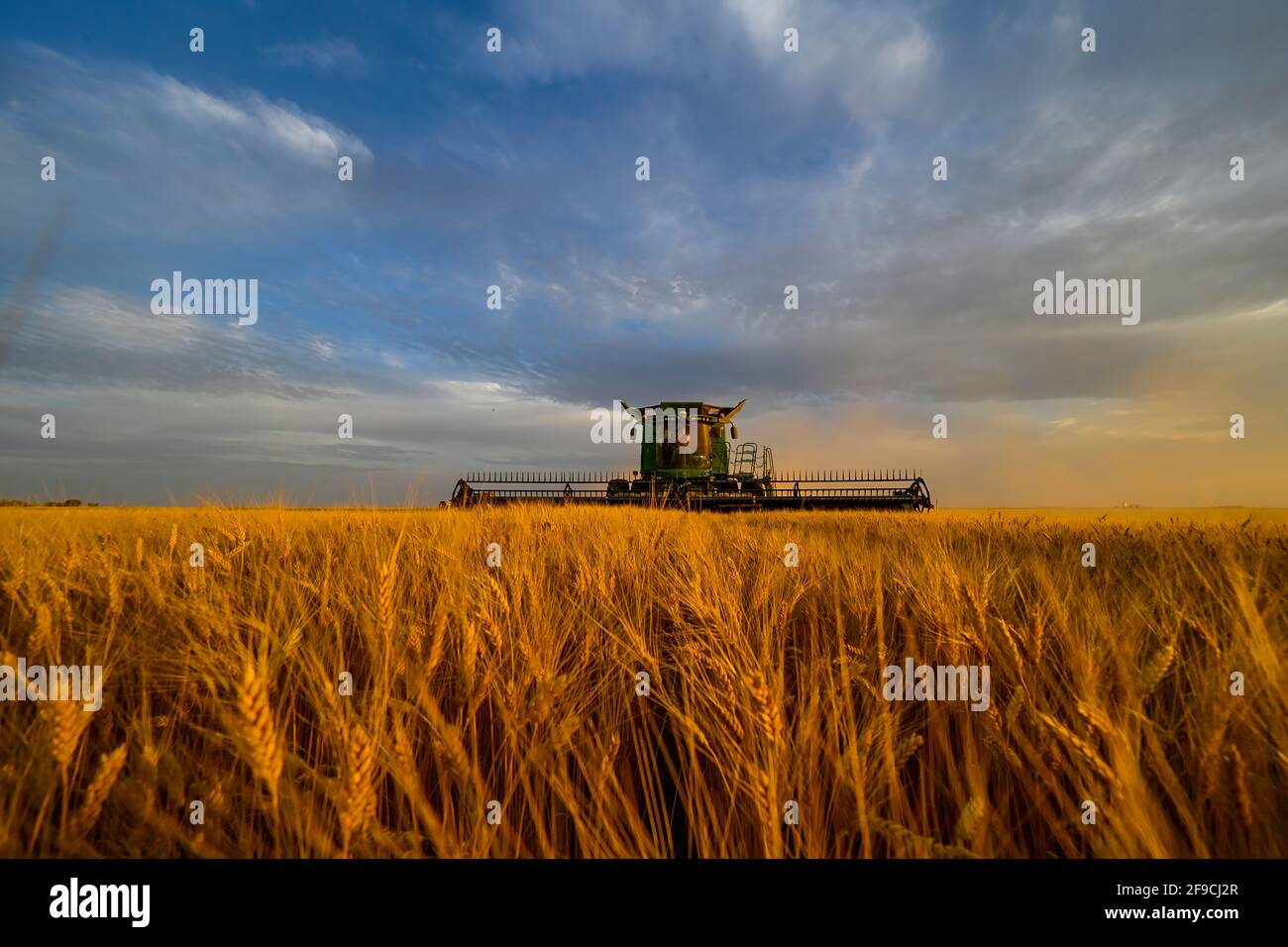 Fall harvest on the Canadian prairies in the Saskatchewan grain belt ...