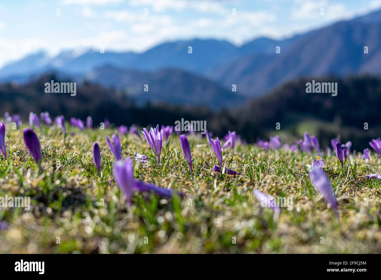 Giant crocus blooming in spring Stock Photo - Alamy