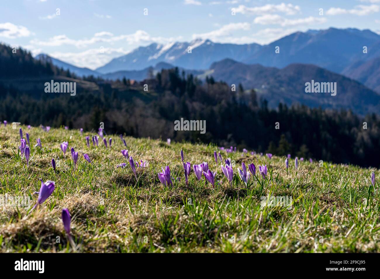 Giant crocus blooming in spring Stock Photo - Alamy