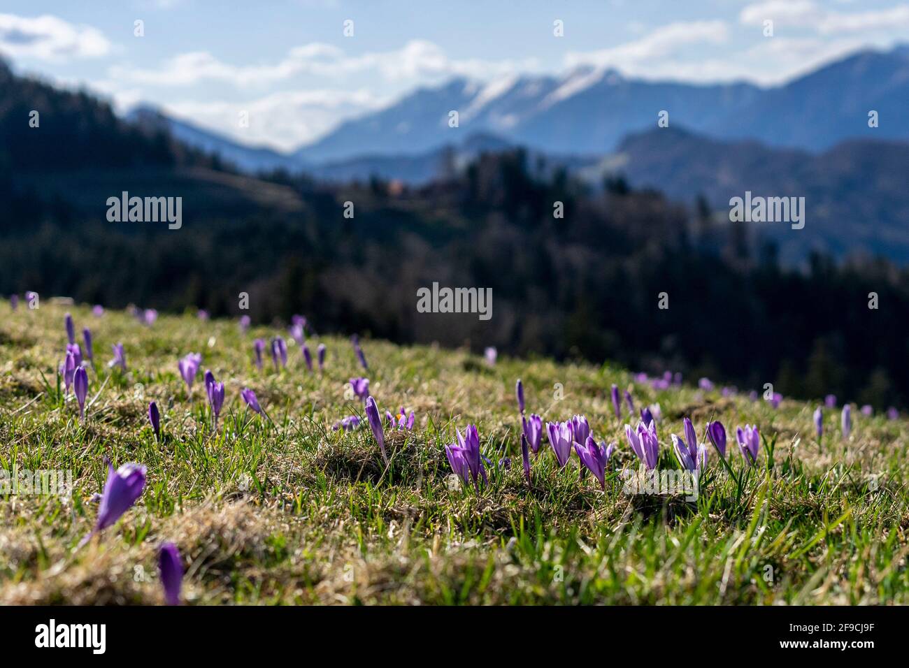 Giant crocus blooming in spring Stock Photo - Alamy