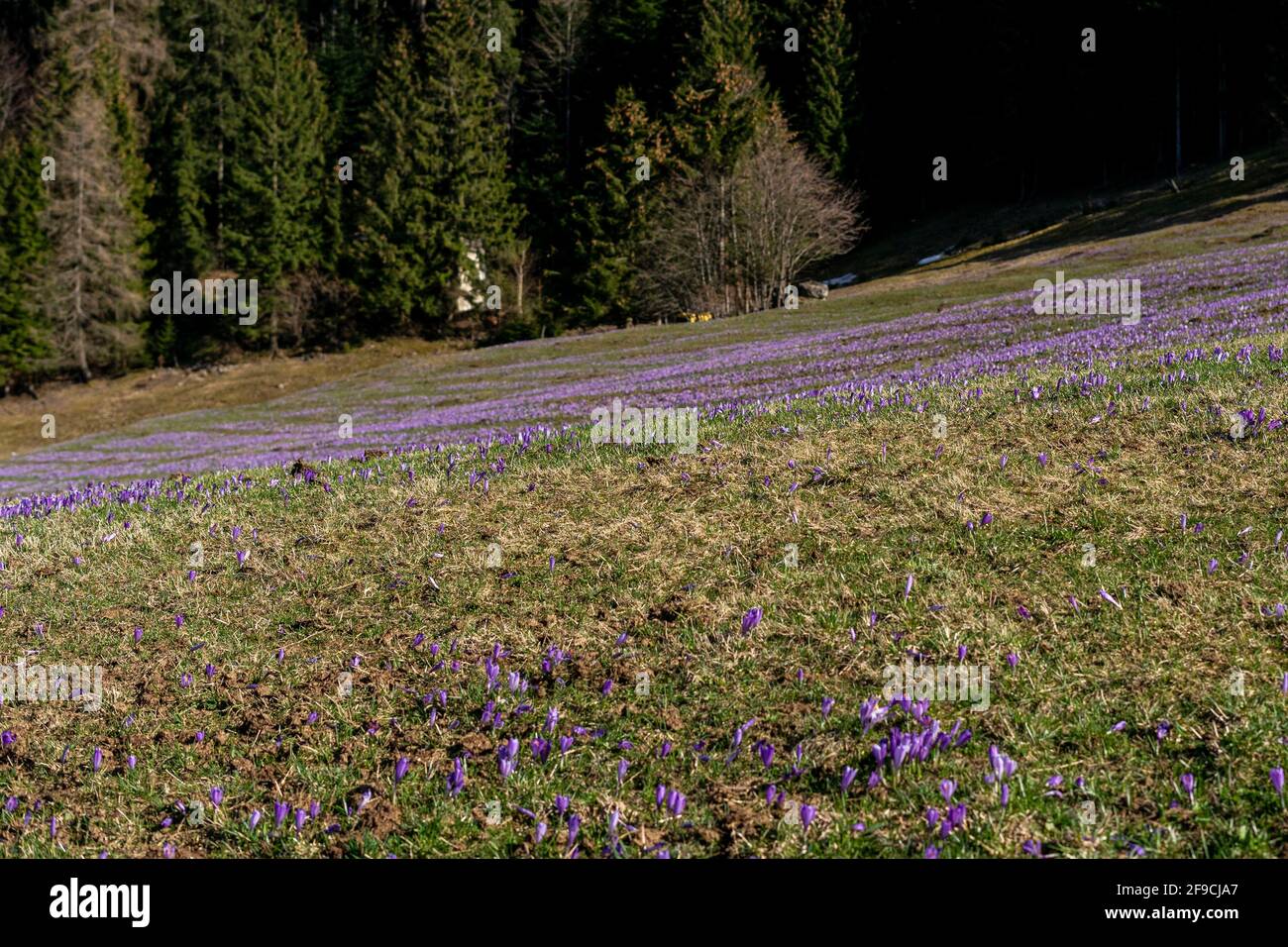 Giant crocus blooming in spring Stock Photo - Alamy