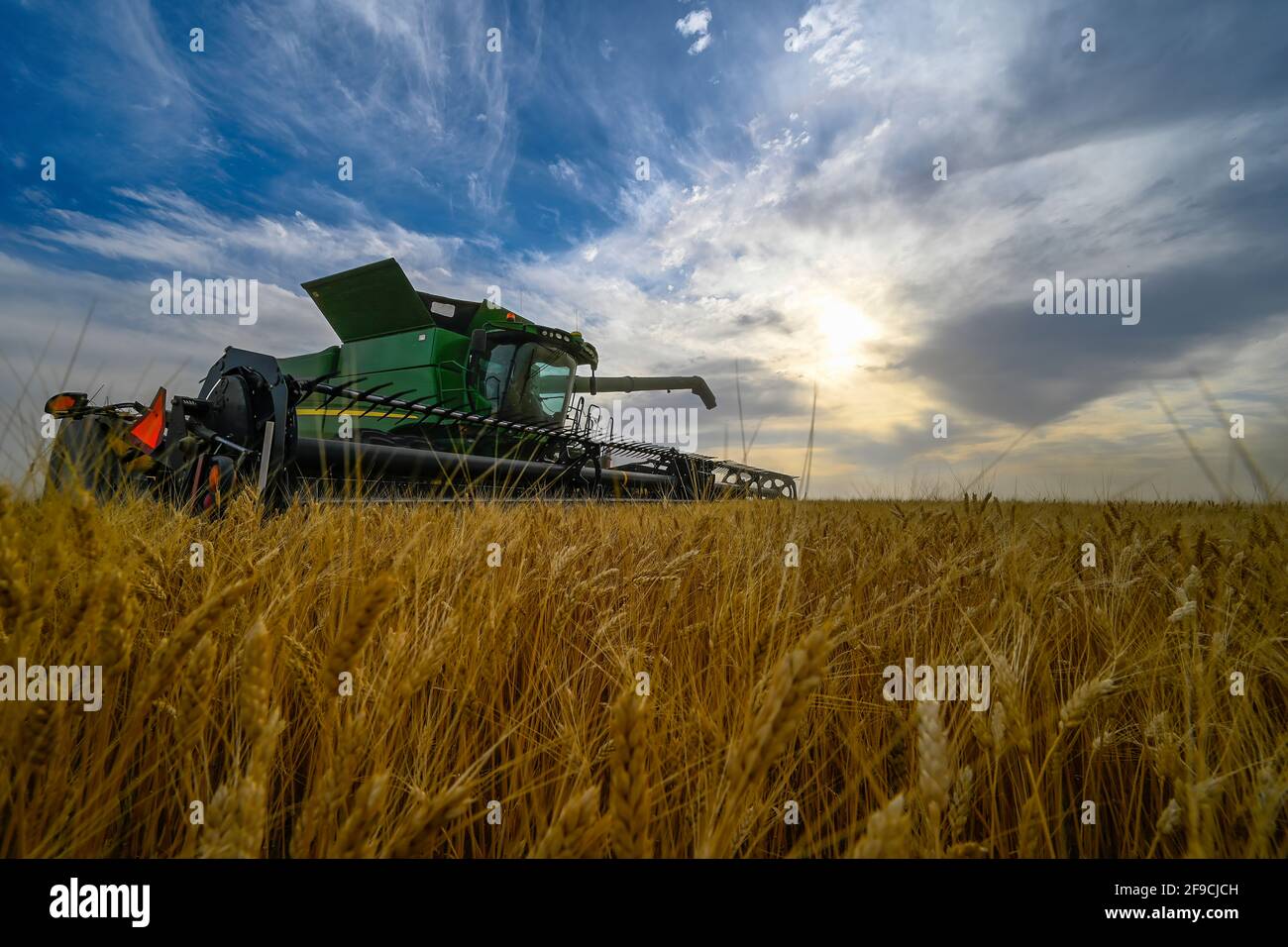 Fall harvest on the Canadian prairies in the Saskatchewan grain belt ...