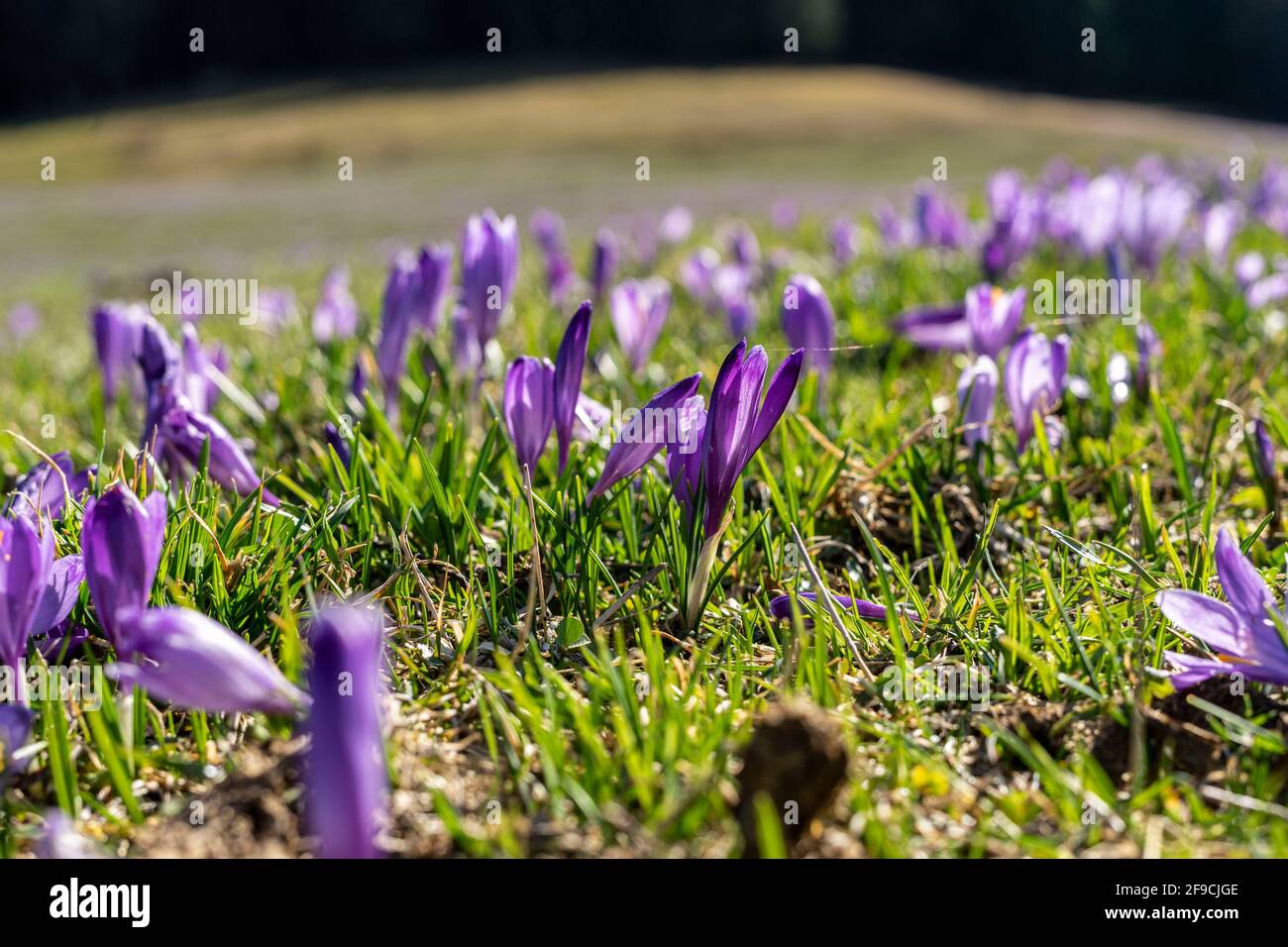 Giant crocus blooming in spring Stock Photo - Alamy