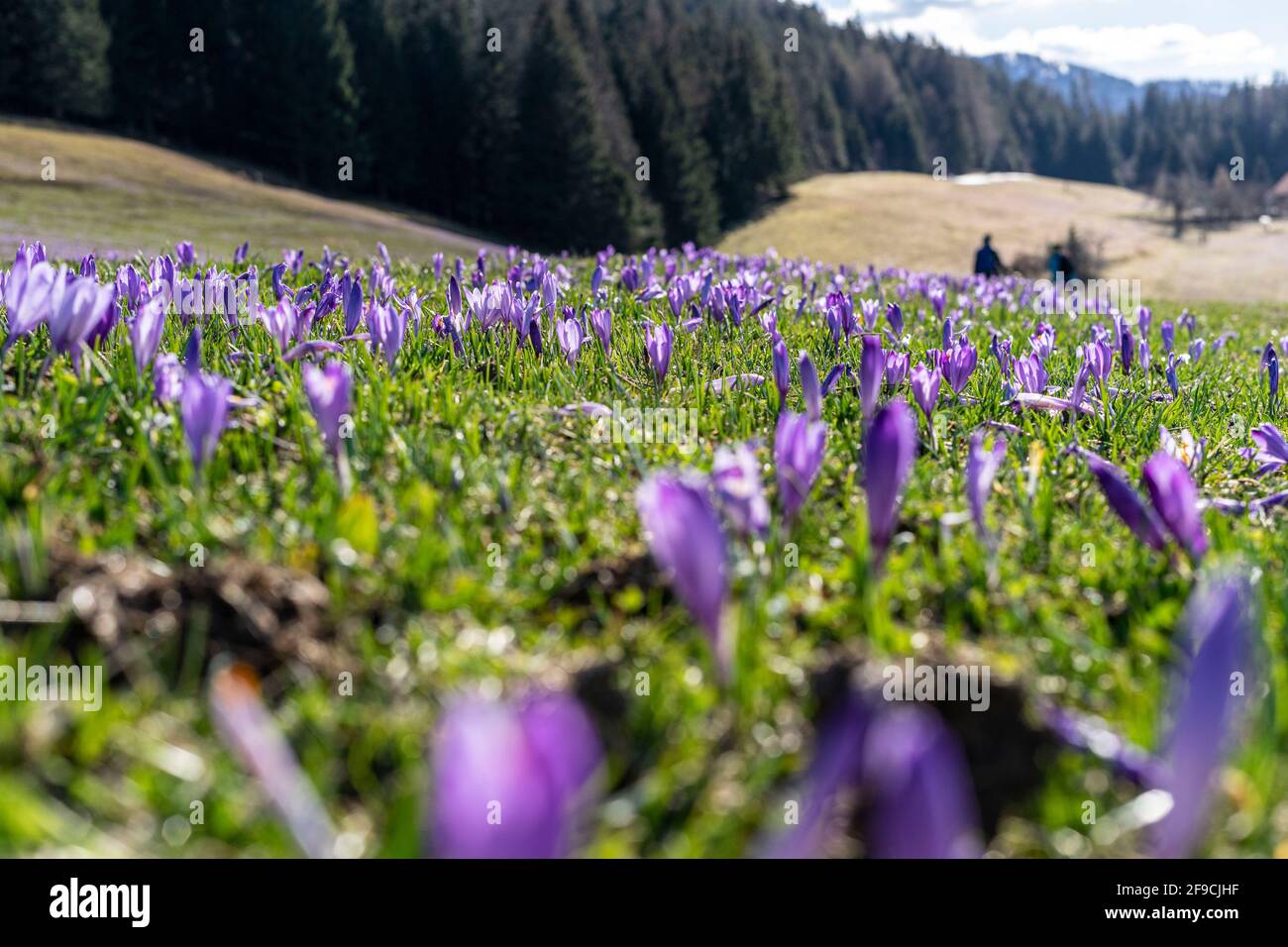 Giant crocus blooming in spring Stock Photo - Alamy