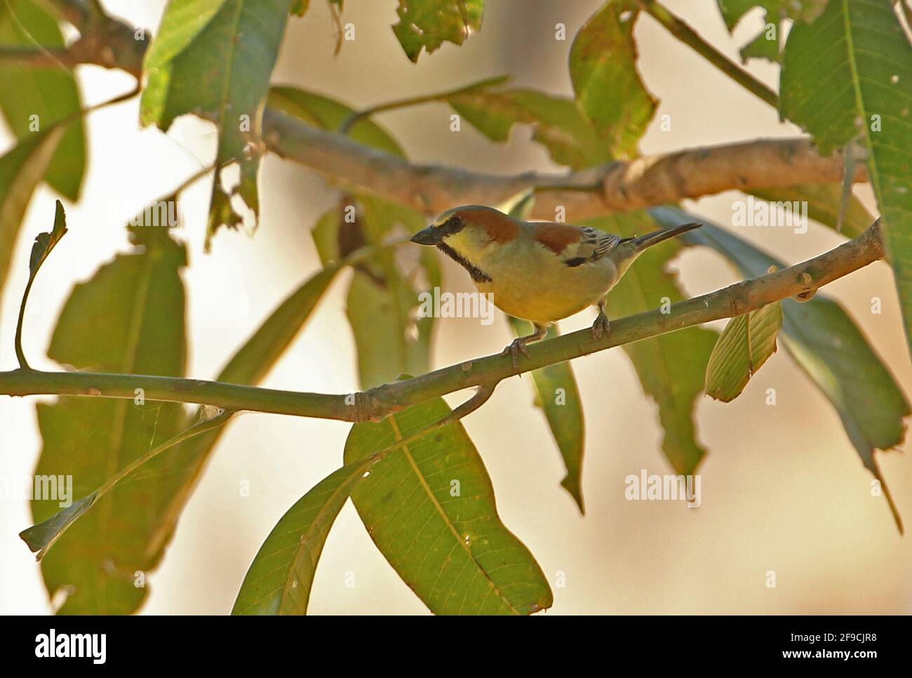 Ang trapaeng thmor bird hi-res stock photography and images - Alamy