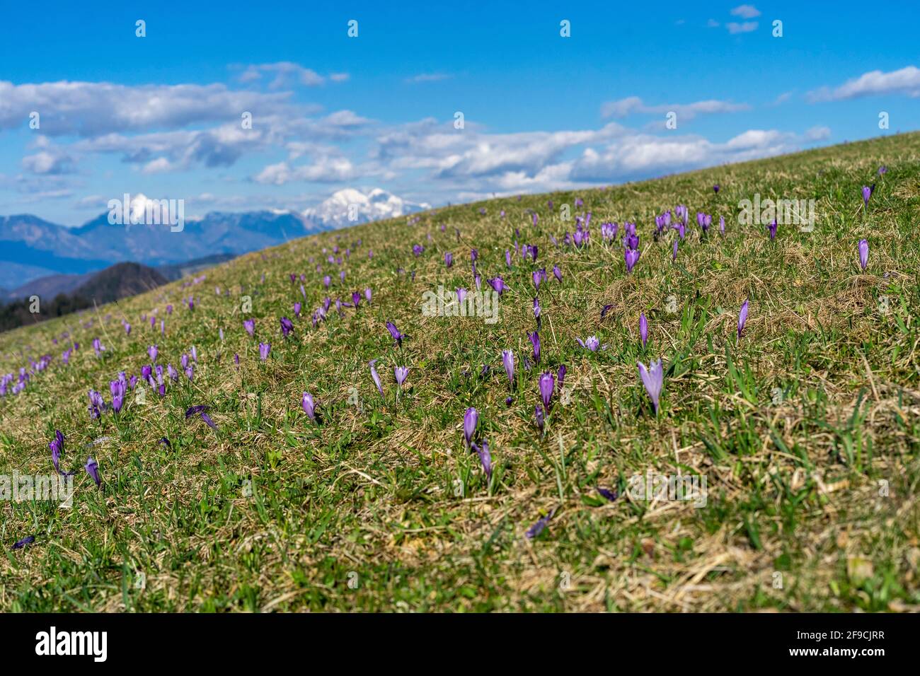 Giant crocus blooming in spring Stock Photo - Alamy