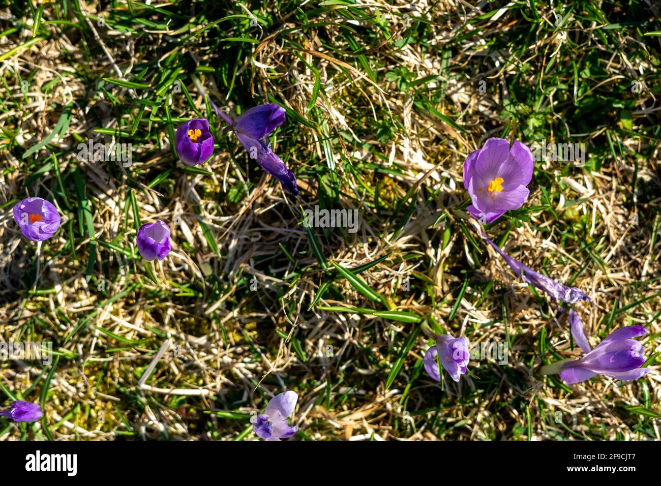 Giant crocus blooming in spring Stock Photo - Alamy