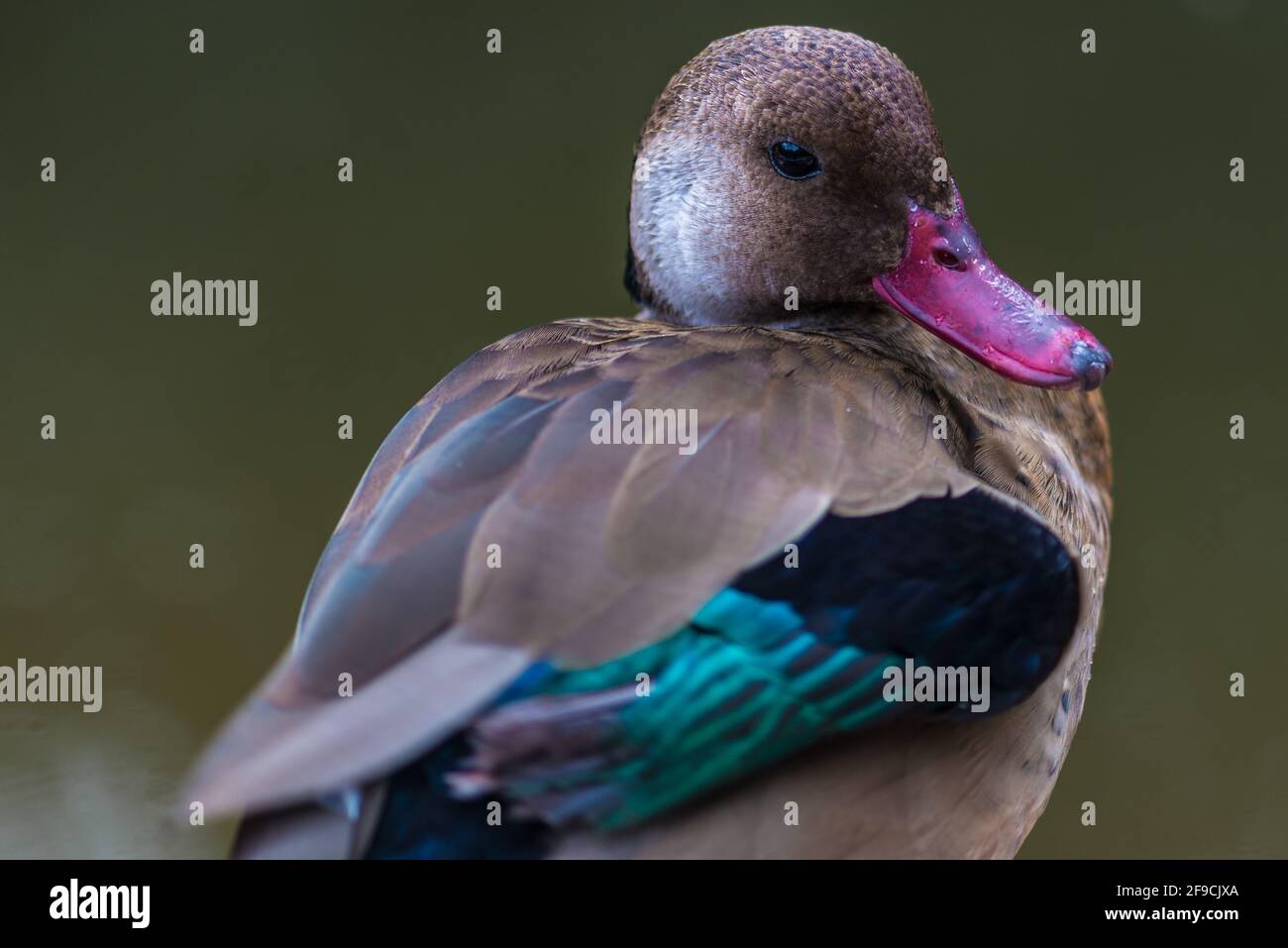 Portrait of a Brazilian Teal (Amazonetta brasiliensis Stock Photo - Alamy