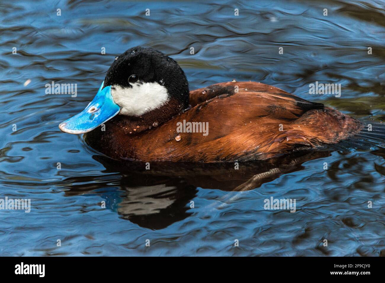 Male Ruddy Duck (Oxyura jamaicensis Stock Photo - Alamy