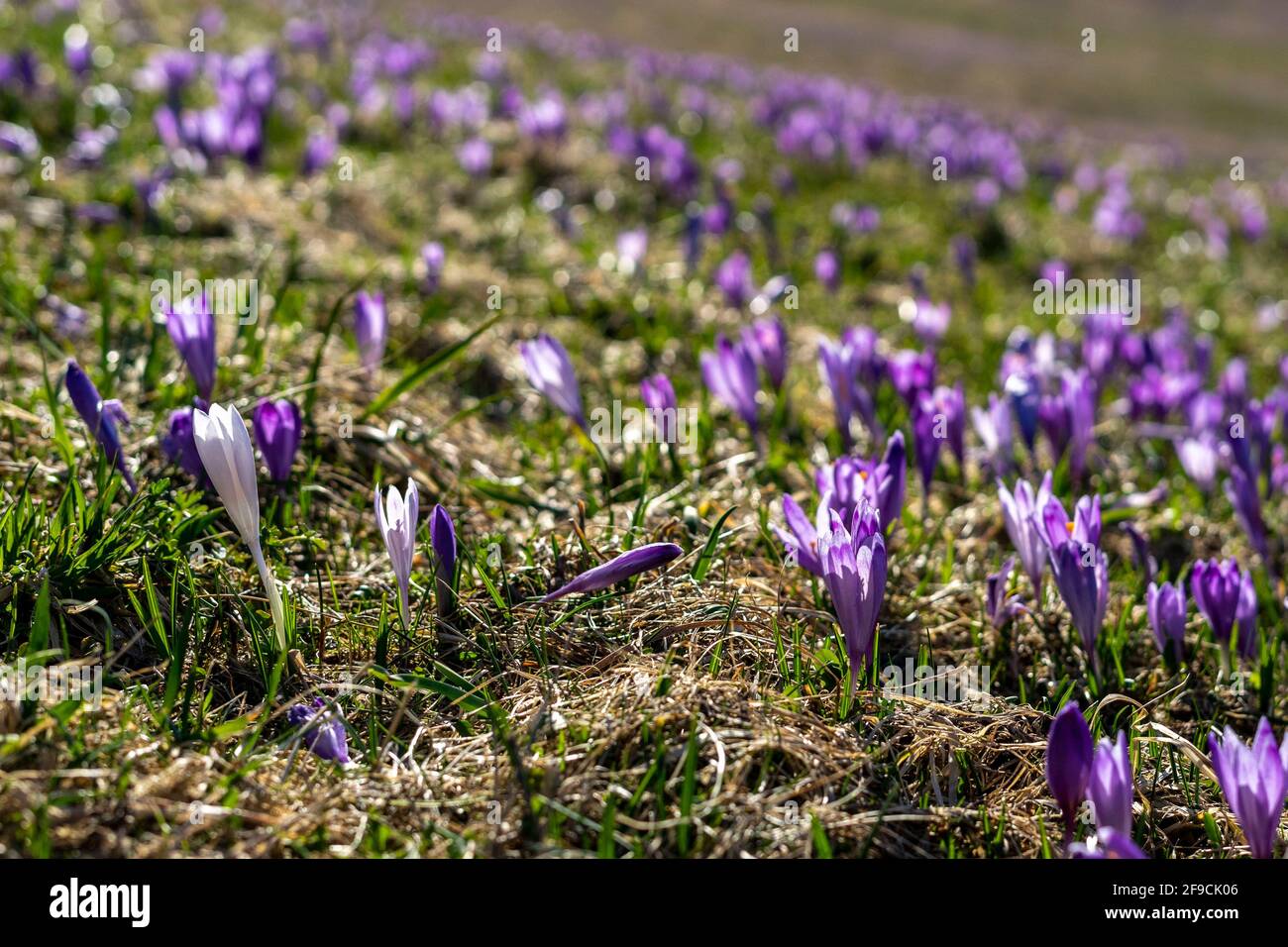 Giant crocus blooming in spring Stock Photo - Alamy