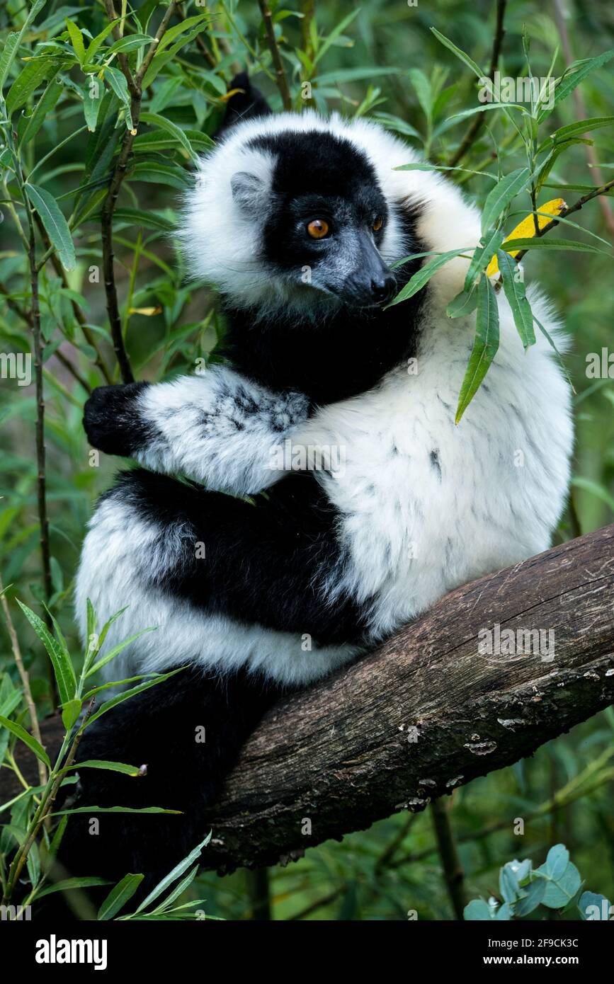 Black and White Ruffed Lemur (Varecia variegata Stock Photo - Alamy