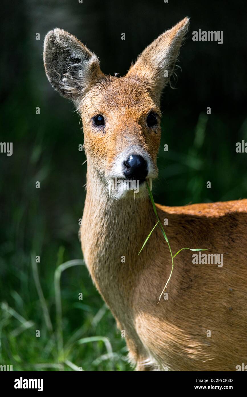 Portrait of a Water Deer (Hydropotes inermis Stock Photo - Alamy