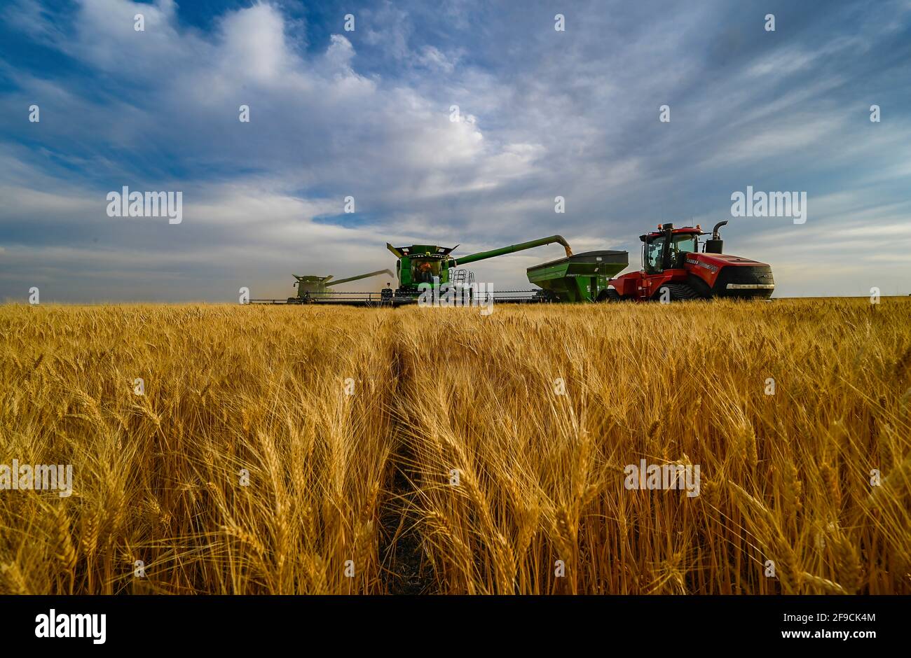 Fall harvest on the Canadian prairies in the Saskatchewan grain belt ...