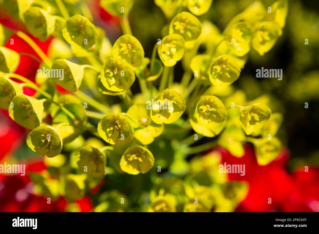 Green flower head buds opening Stock Photo - Alamy