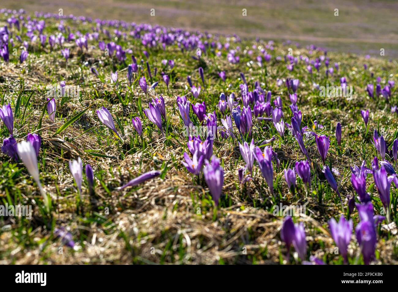 Giant crocus blooming in spring Stock Photo - Alamy