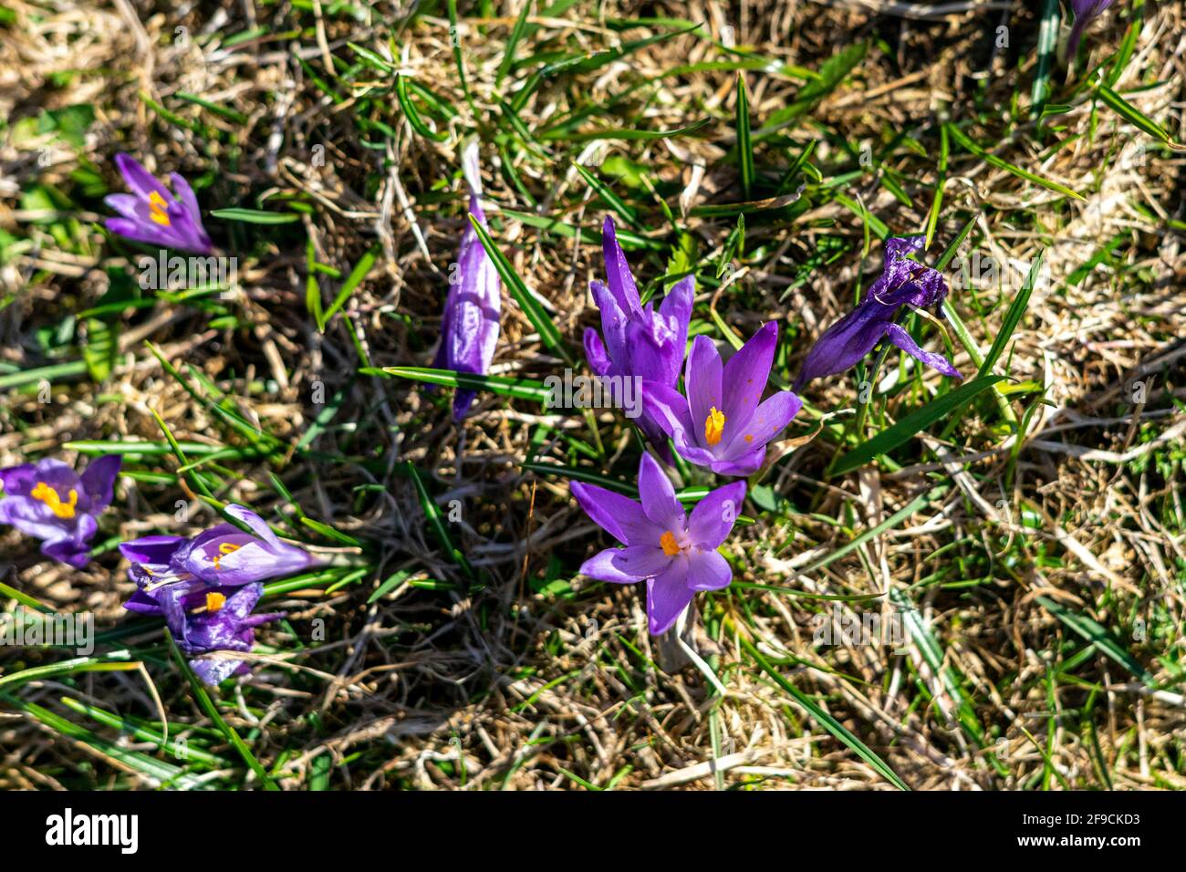 Giant crocus blooming in spring Stock Photo - Alamy