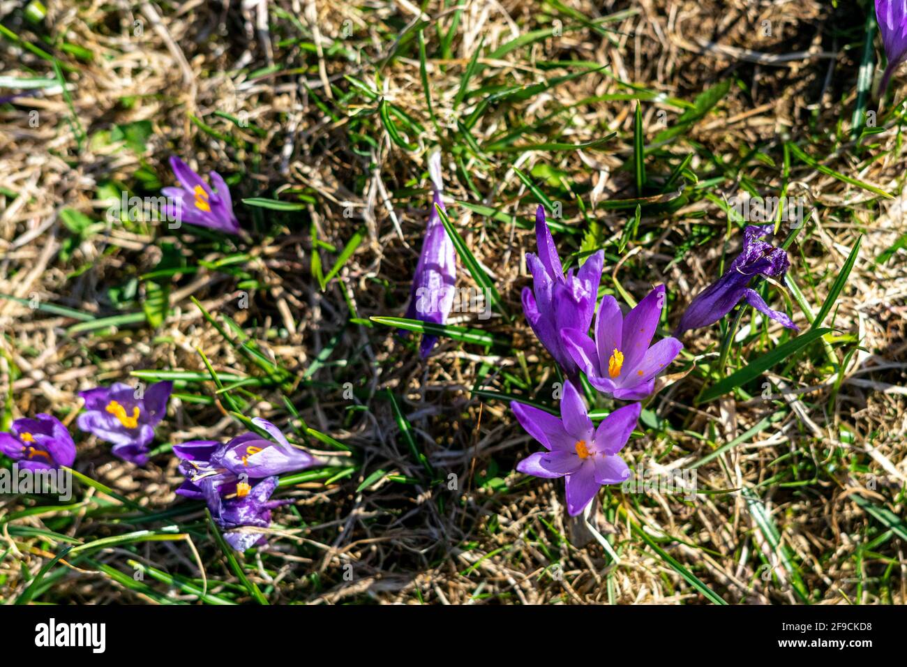 Giant crocus blooming in spring Stock Photo - Alamy