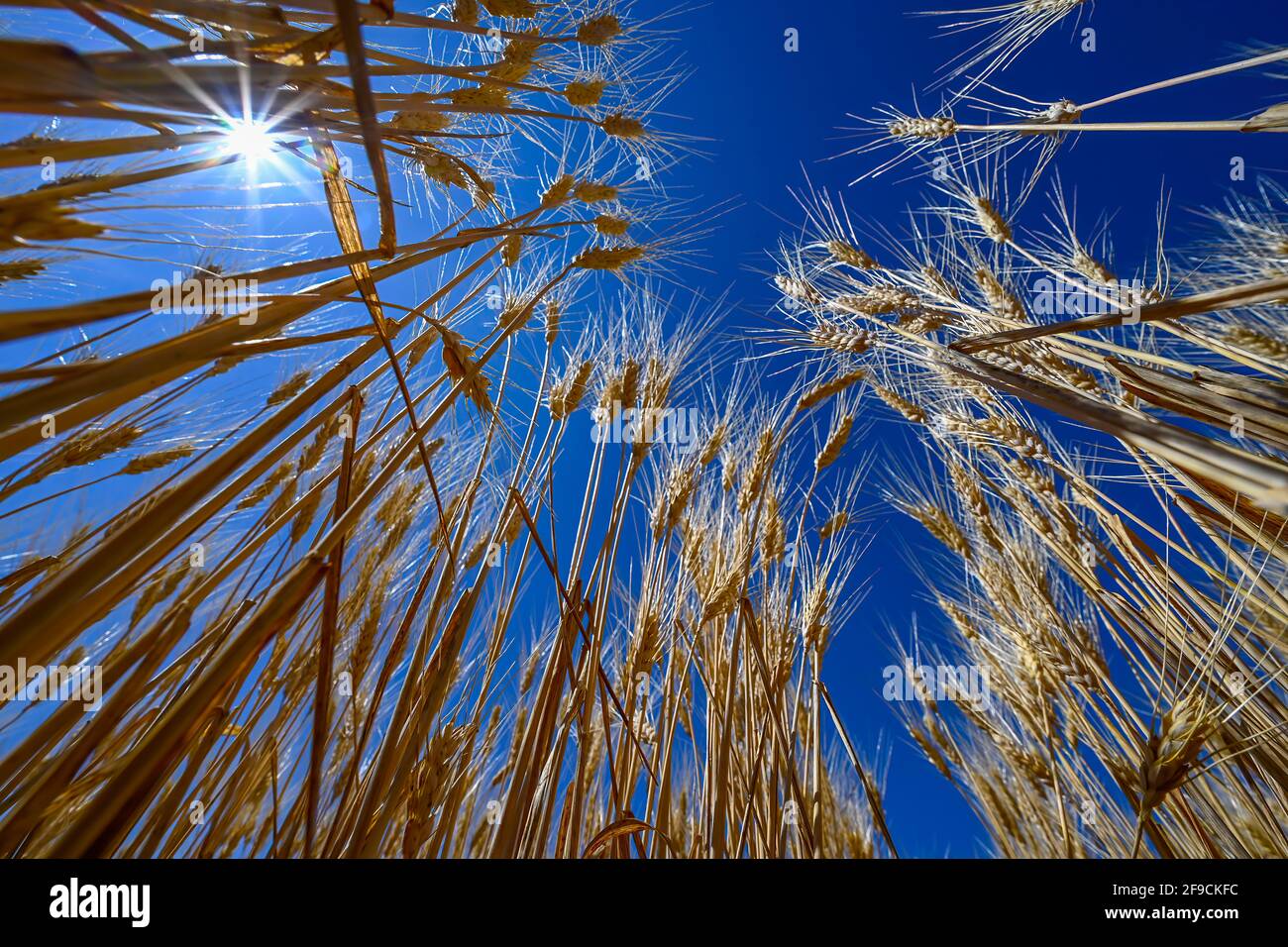 Fall harvest on the Canadian prairies in the Saskatchewan grain belt ...