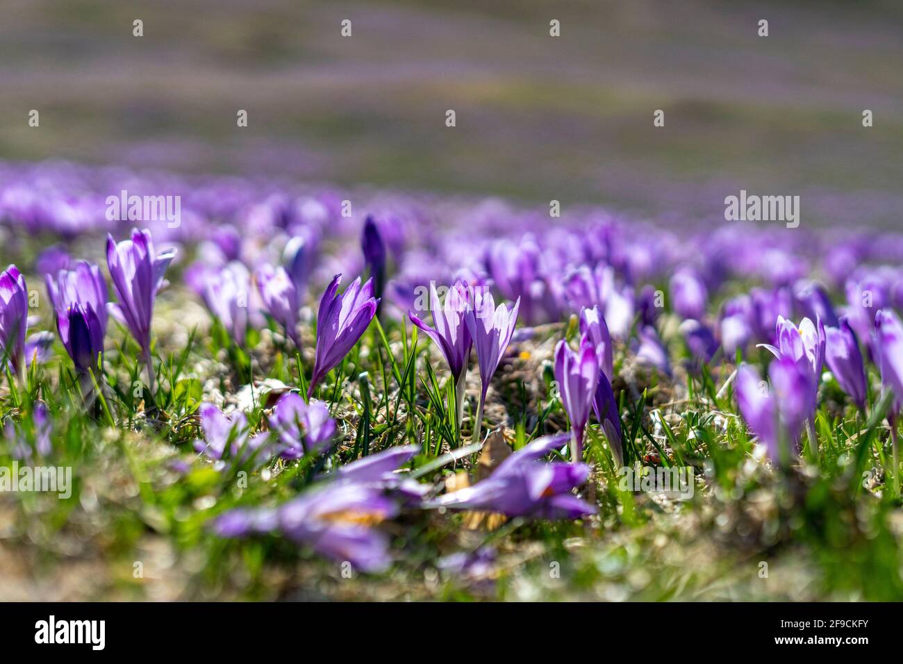 Giant crocus blooming in spring Stock Photo - Alamy