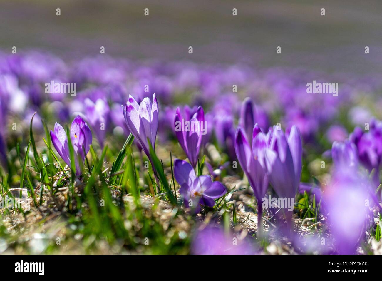 Giant crocus blooming in spring Stock Photo - Alamy