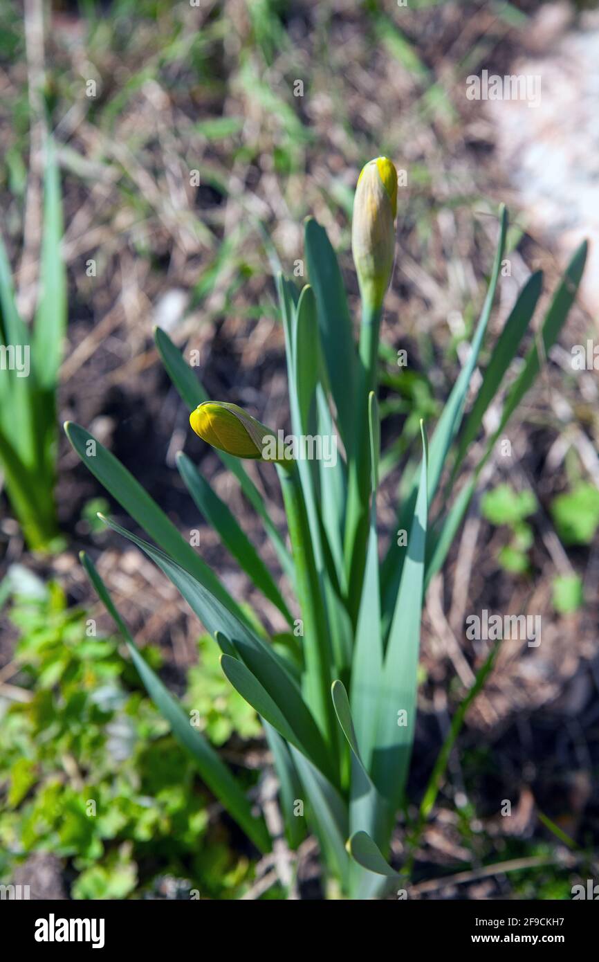 Daffodil detail hi-res stock photography and images - Alamy
