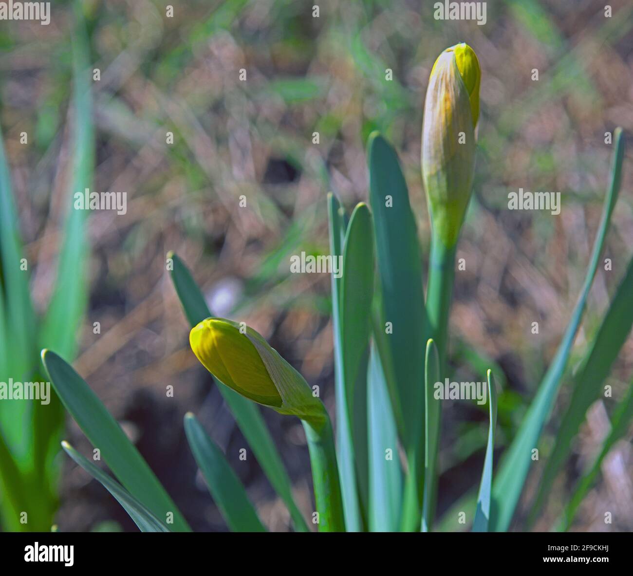 Closed daffodil bud in spring in the wood Stock Photo - Alamy