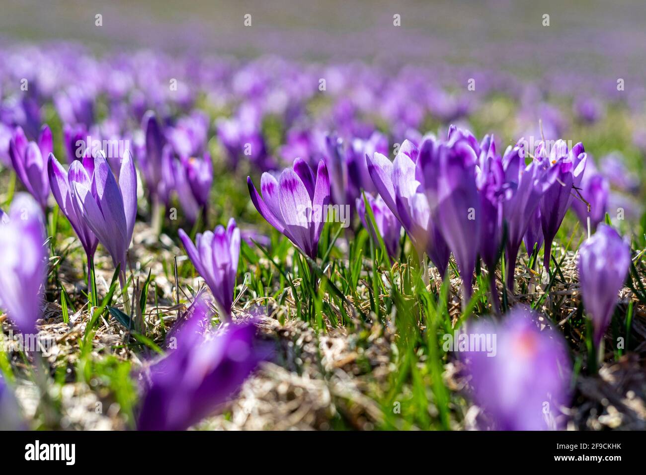 Giant crocus blooming in spring Stock Photo - Alamy