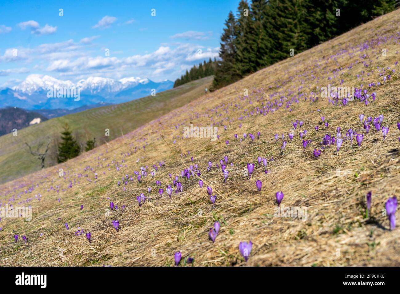 Giant crocus blooming in spring Stock Photo - Alamy