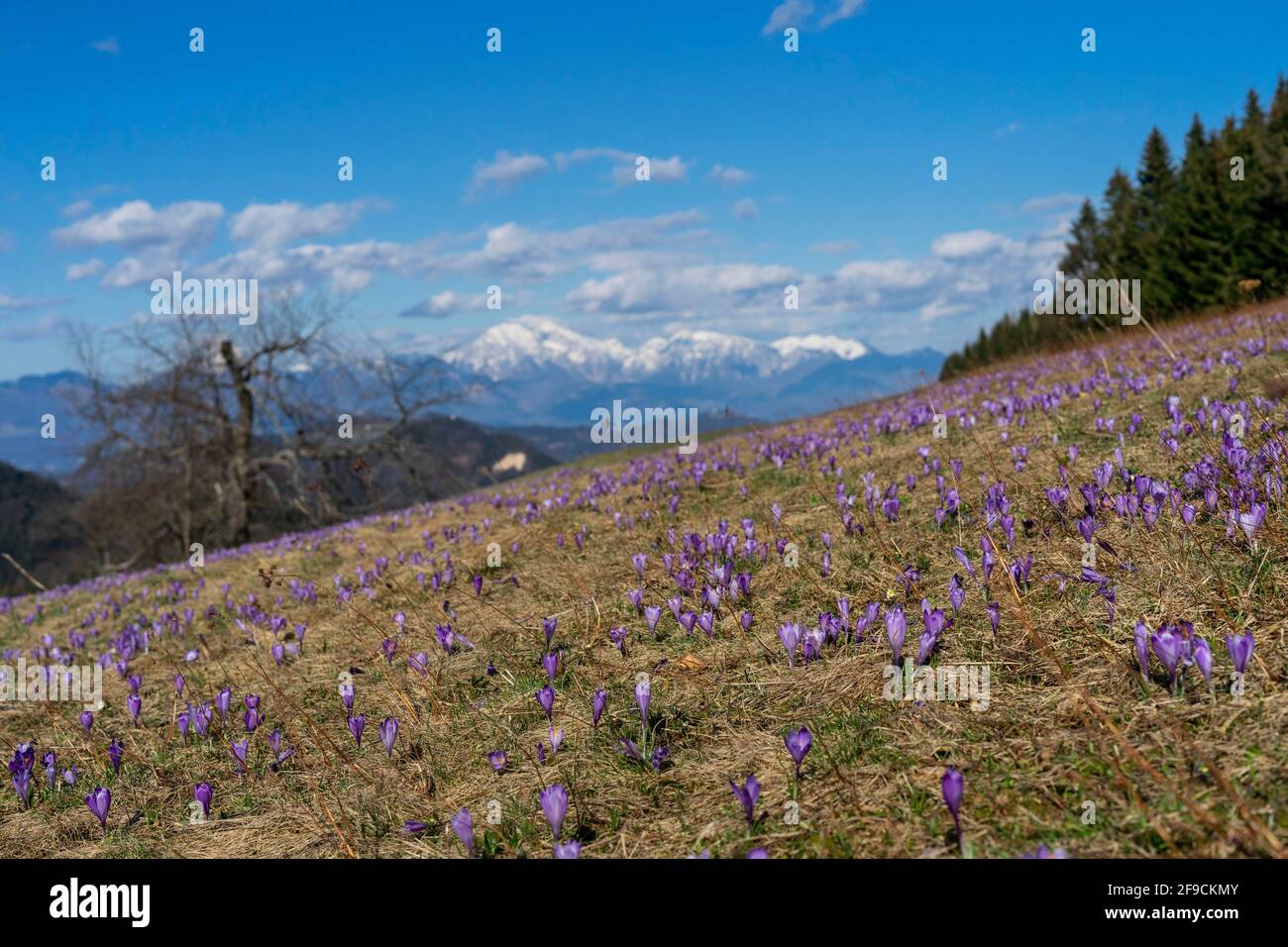 Giant crocus blooming in spring Stock Photo - Alamy