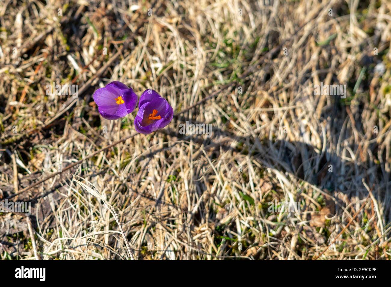 Giant crocus blooming in spring Stock Photo - Alamy