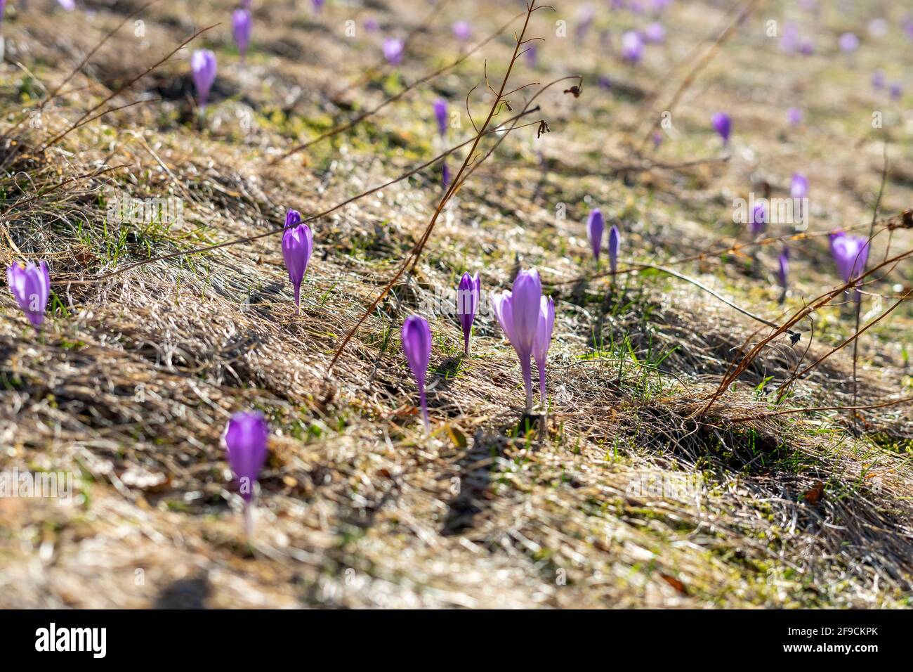 Giant crocus blooming in spring Stock Photo - Alamy