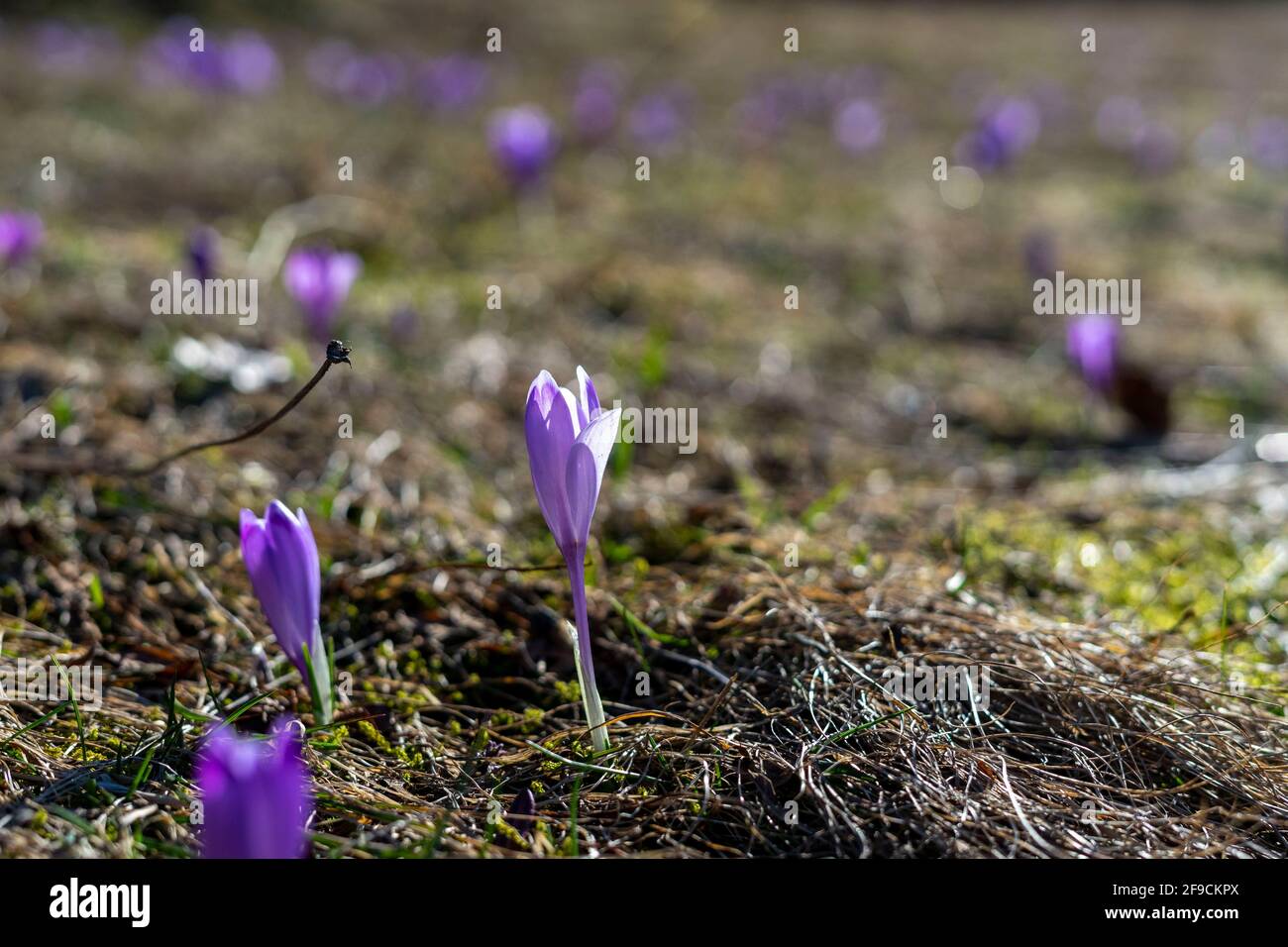 Giant crocus blooming in spring Stock Photo - Alamy