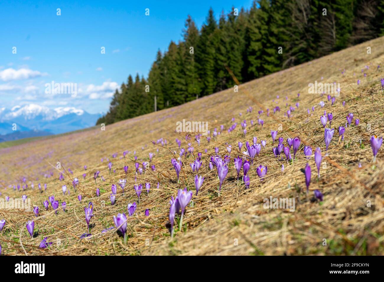 Giant crocus blooming in spring Stock Photo - Alamy
