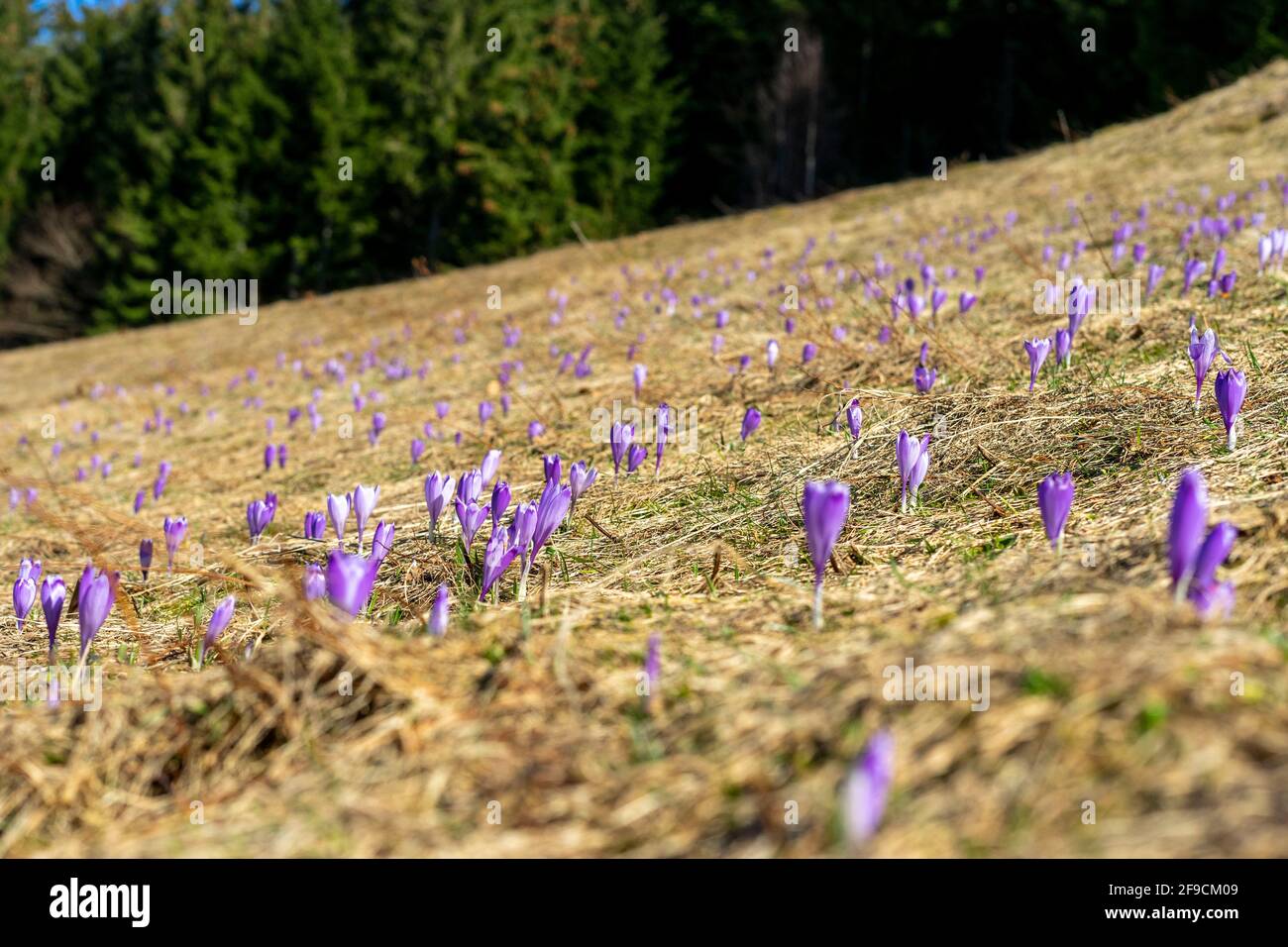 Giant crocus blooming in spring Stock Photo - Alamy