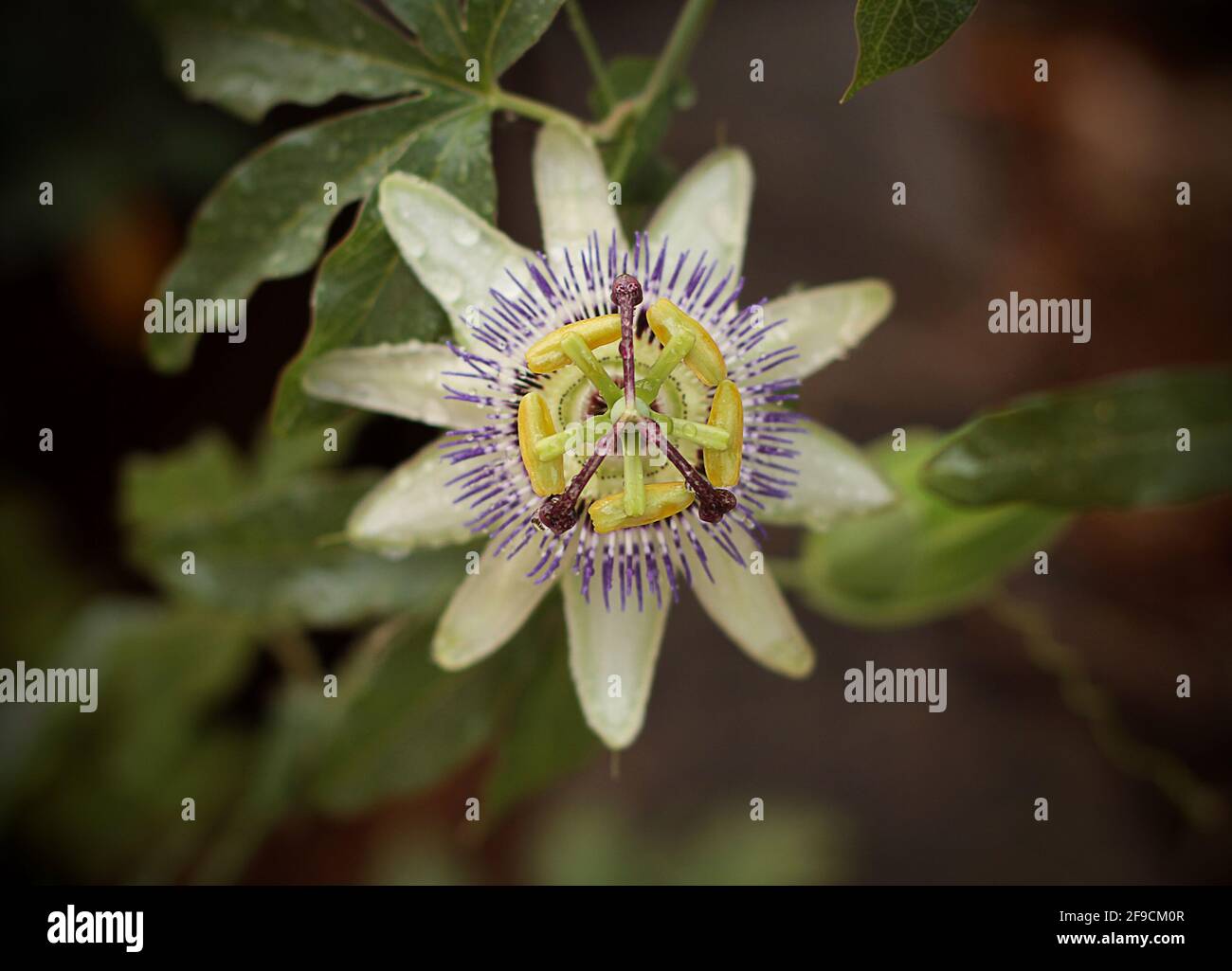 Plower plant hi-res stock photography and images - Alamy