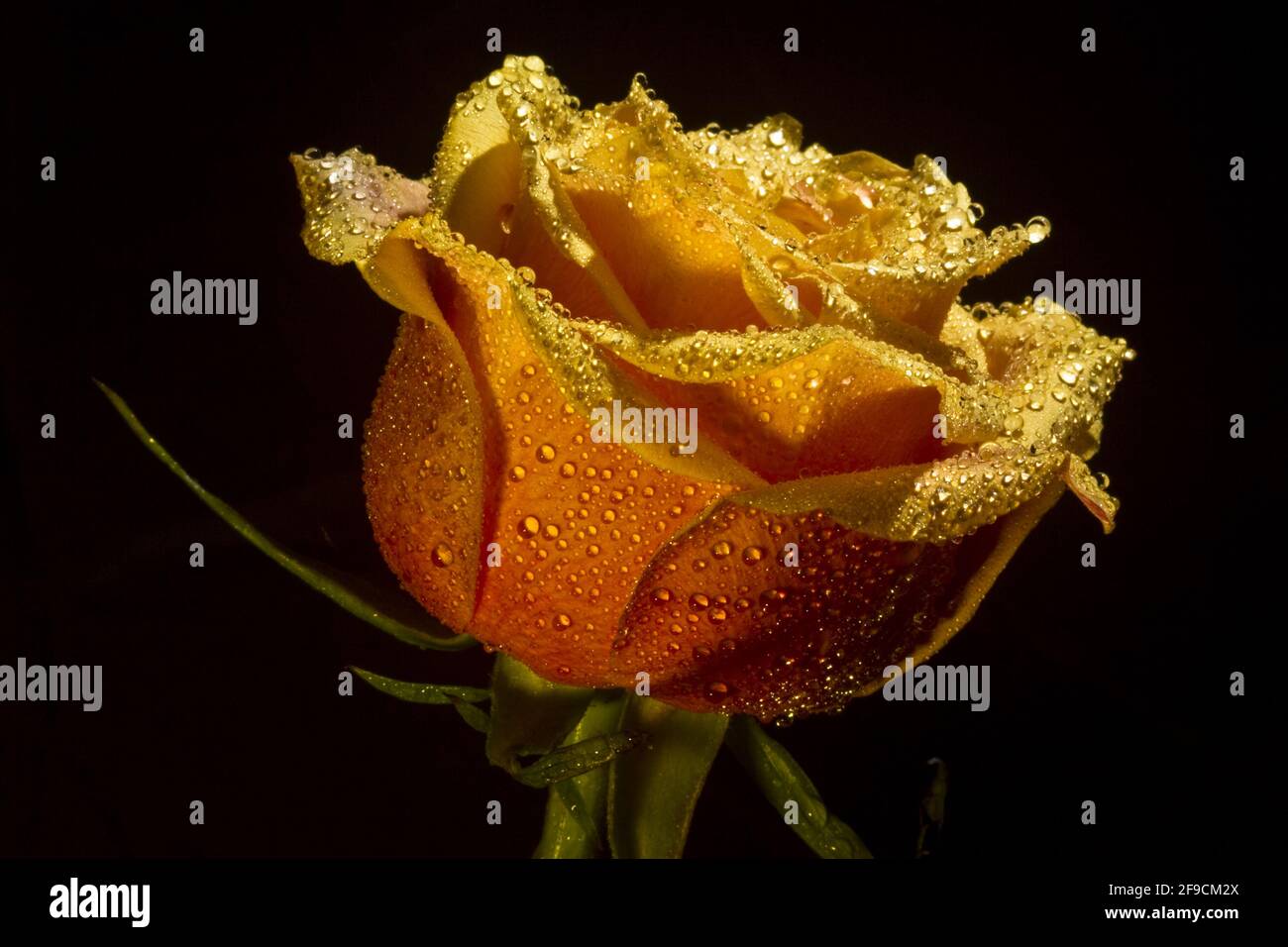 yellow rose with raindrops on black background Stock Photo - Alamy