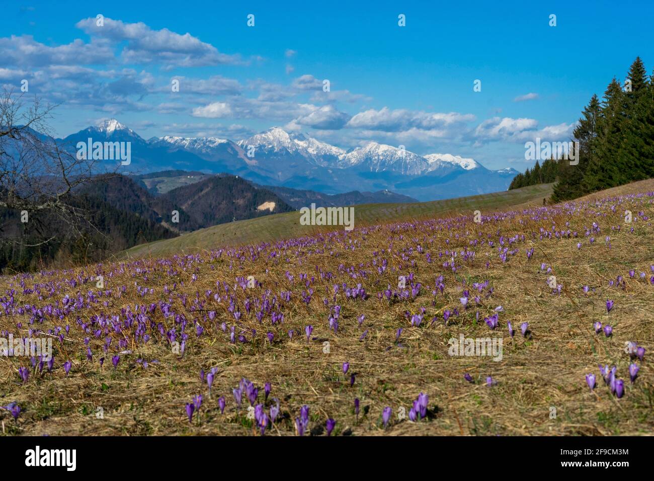 Giant crocus blooming in spring Stock Photo - Alamy