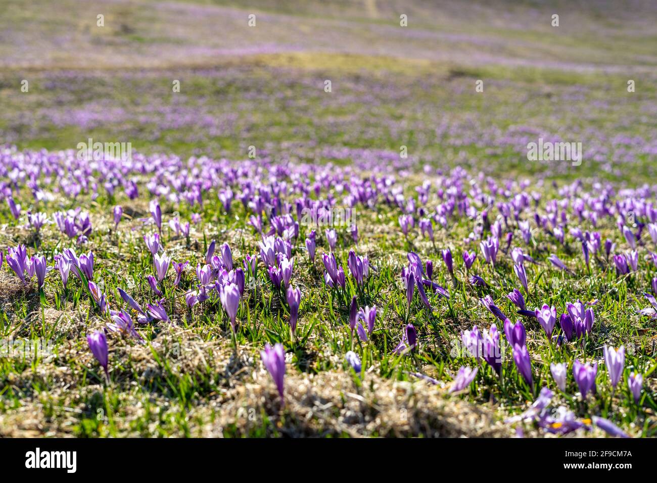 Giant crocus blooming in spring Stock Photo - Alamy