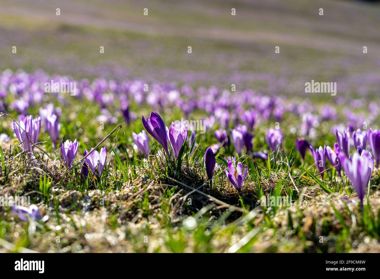 Giant crocus blooming in spring Stock Photo - Alamy