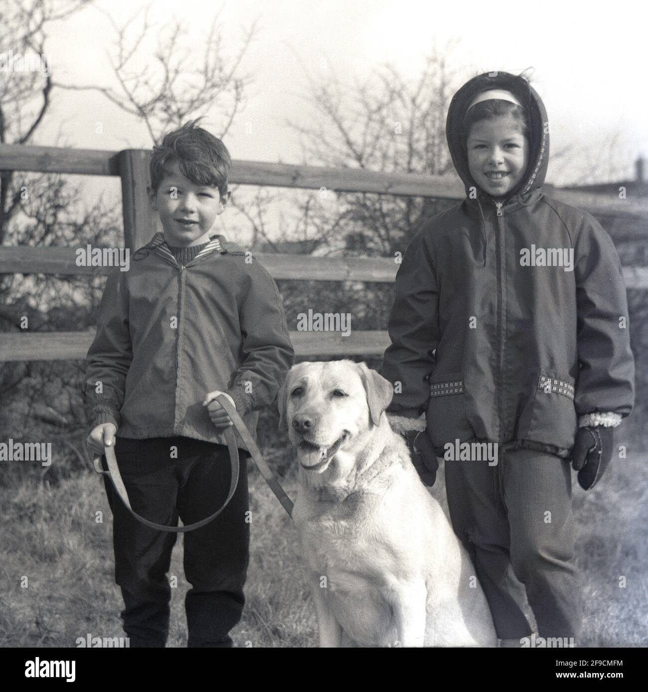 Are Labradors Gentle