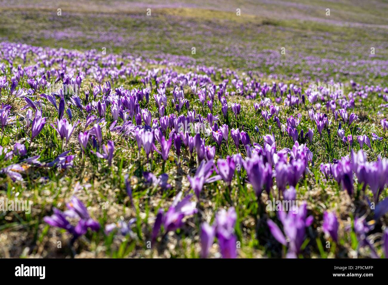 Giant crocus blooming in spring Stock Photo - Alamy