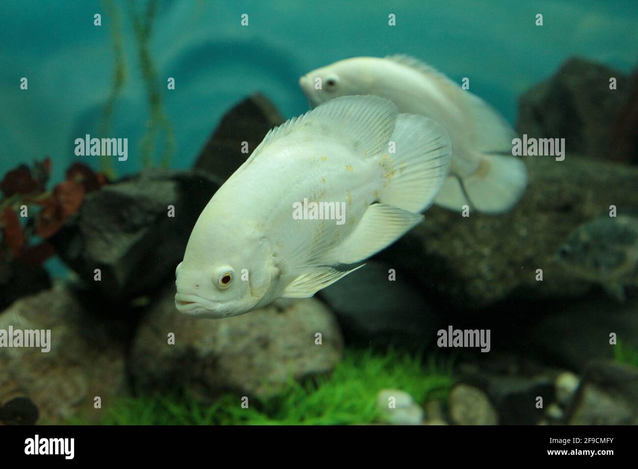 Giant Gourami Fish swimming in aquarium Stock Photo - Alamy
