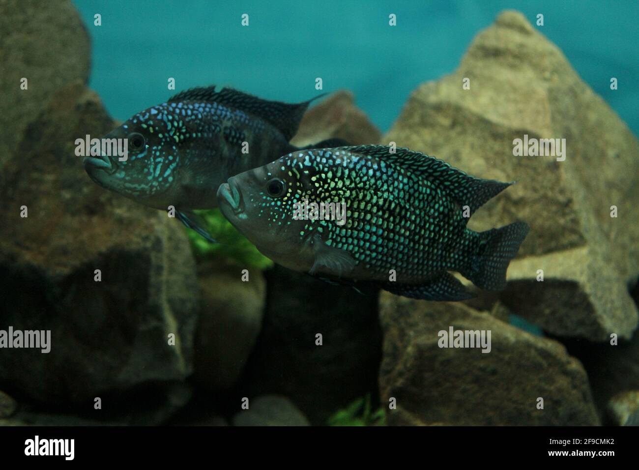 black fishes in the aquarium Stock Photo - Alamy
