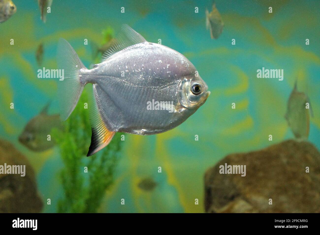 Bubble eye fish hi-res stock photography and images - Alamy