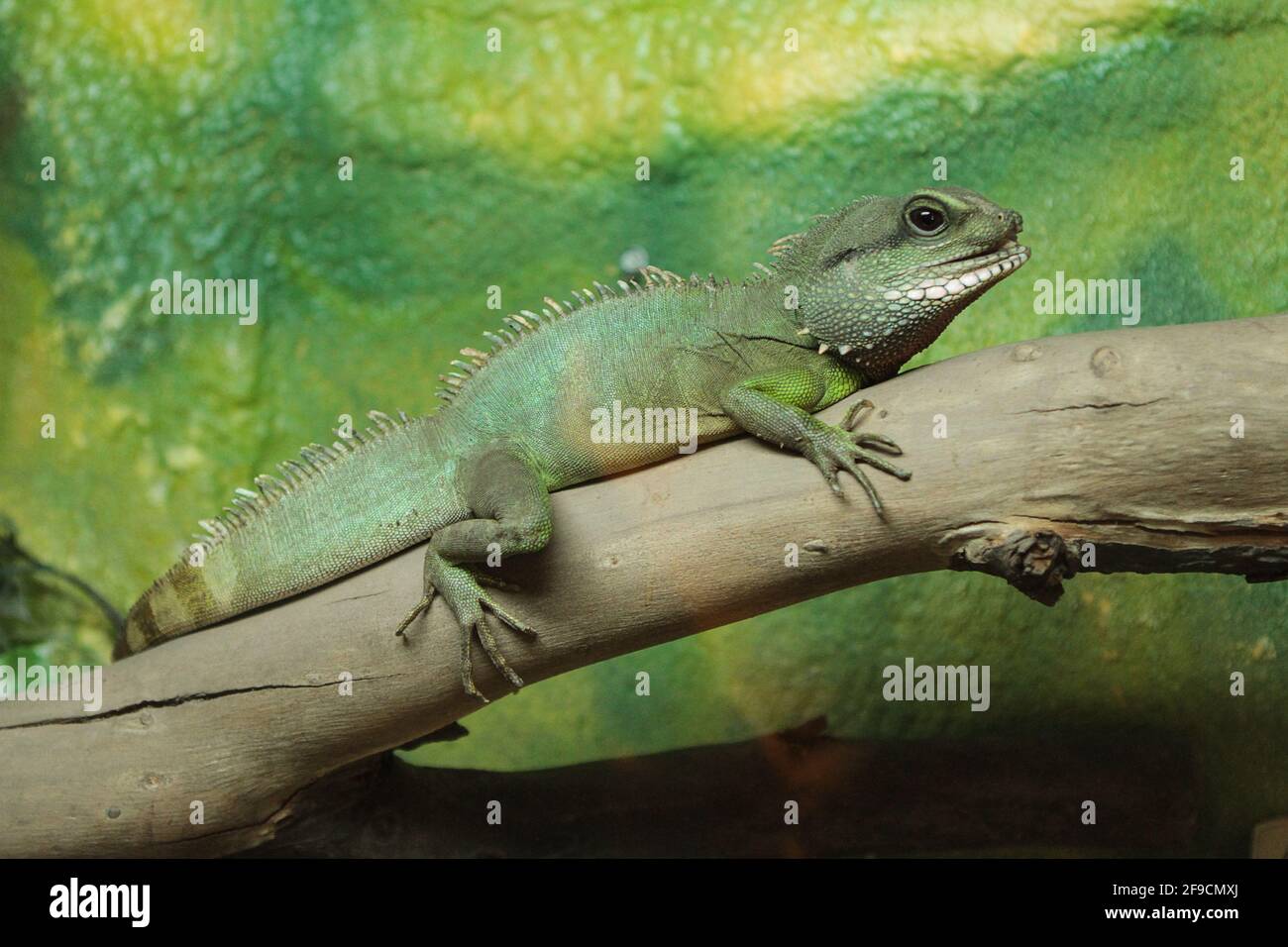 green lizard on a branch Stock Photo - Alamy